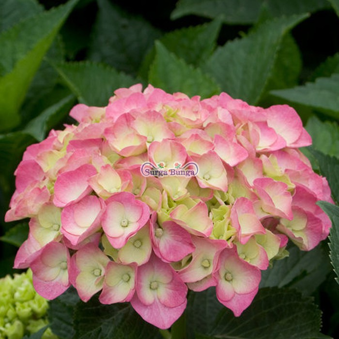 Jual bibit tanaman hortensia pink (Hydrangea macrophylla) - pancawarna ...