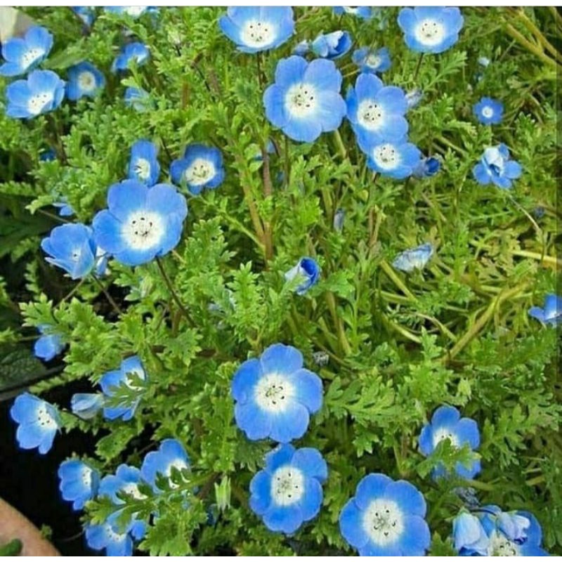 Jual Benih Bunga Nemophila Baby Blue Eyes | Shopee Indonesia
