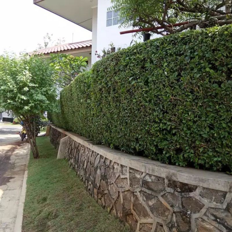 Jual MURAH!! tanaman pagar teh tehan - tetean - 1 polibeg | Shopee ...