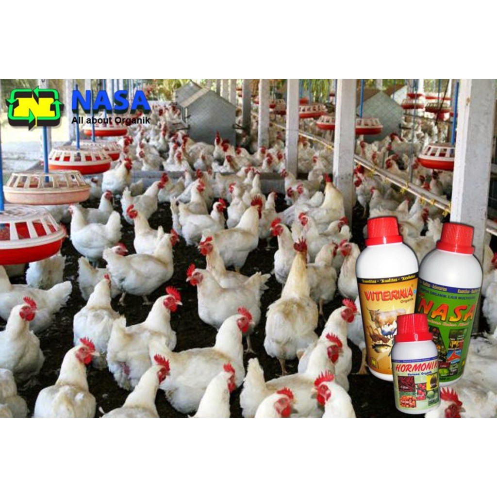 Jual Paket Budidaya Ayam Nasa / Stockist Nasa Online | Shopee Indonesia