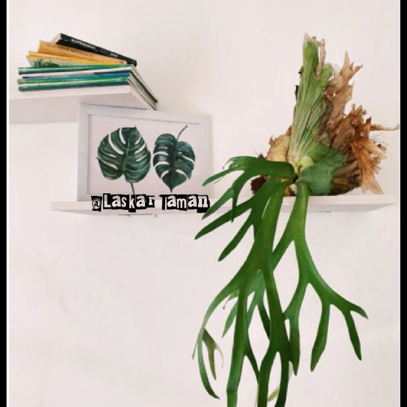 Jual tanaman hias tanduk rusa/pohon hias tempel tanduk rusa simbar ...