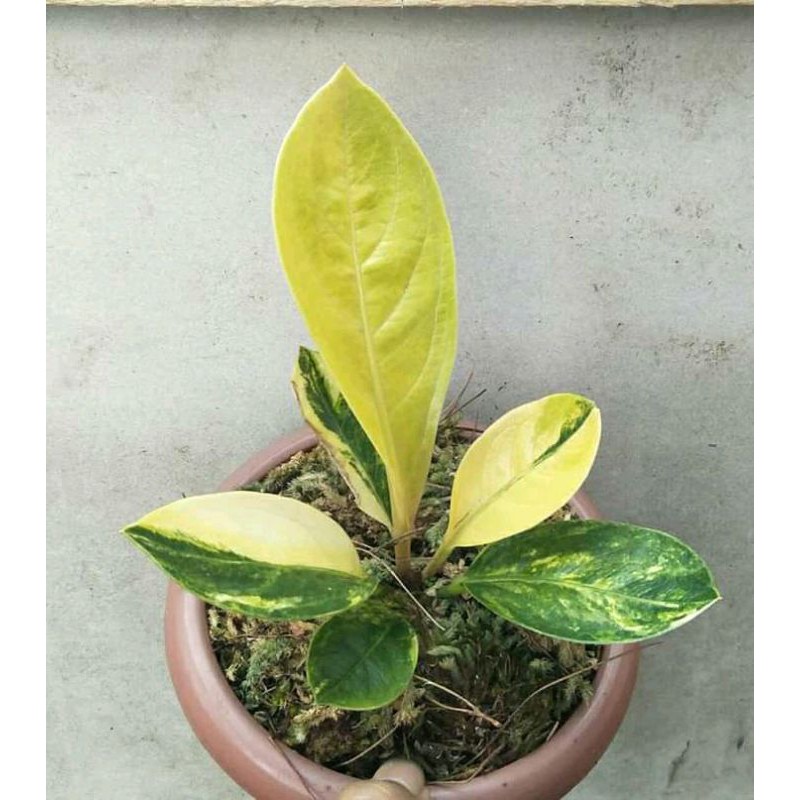 Jual Anthurium Tornado Varigata / Anthurium Varigata | Shopee Indonesia