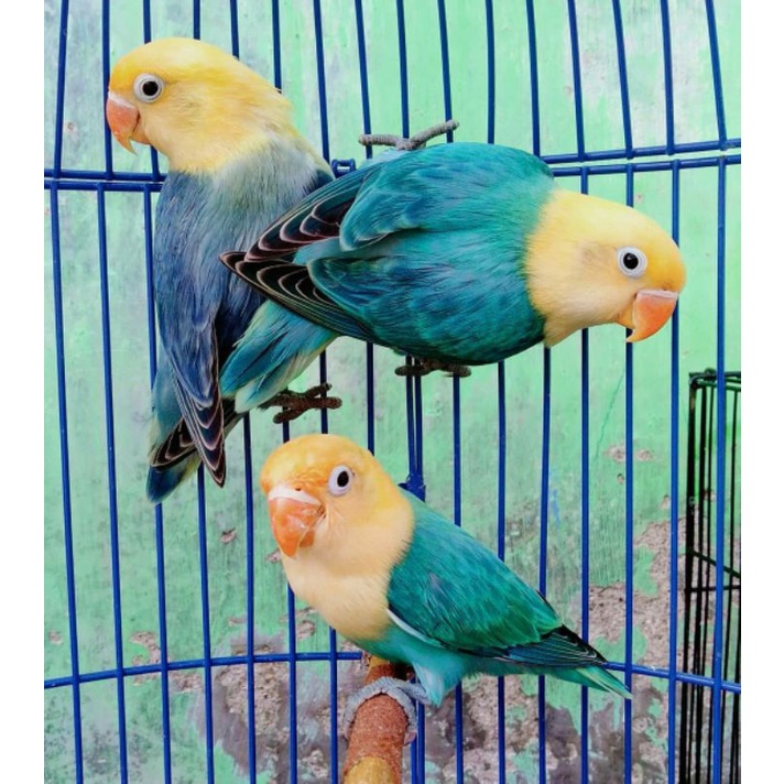 Jual Lovebird Biola PB Blue dan Vio | Shopee Indonesia