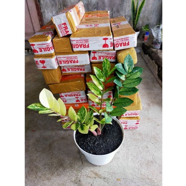 Jual tanaman hias,zamia dolar variegata | Shopee Indonesia