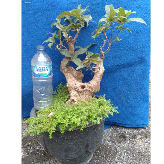 Jual BONSAI BUNUT MERAH TANAMAN HIAS | Shopee Indonesia