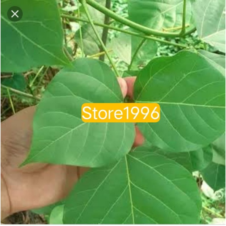 Jual paket 500 gram daun Dadap segar petik langsung | Shopee Indonesia
