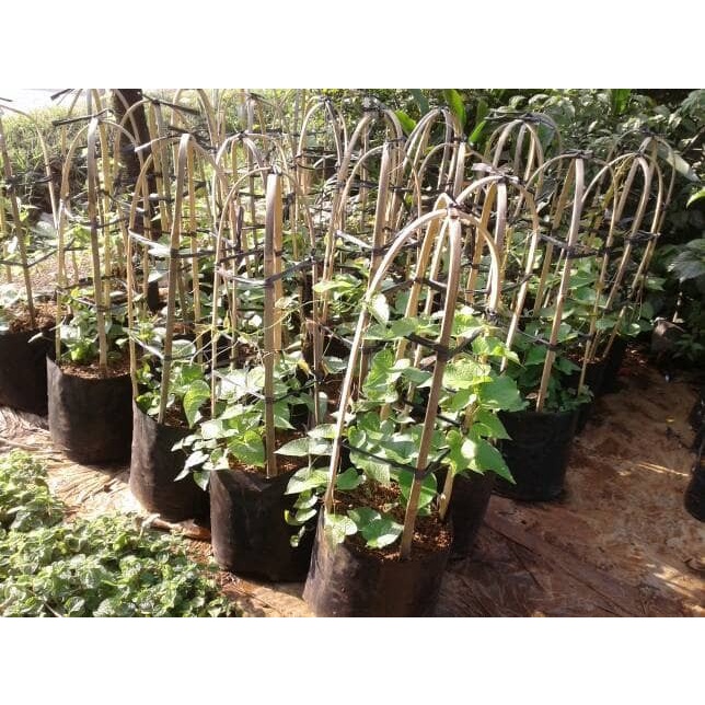 Jual pohon rambat | air mata pengantin | Shopee Indonesia