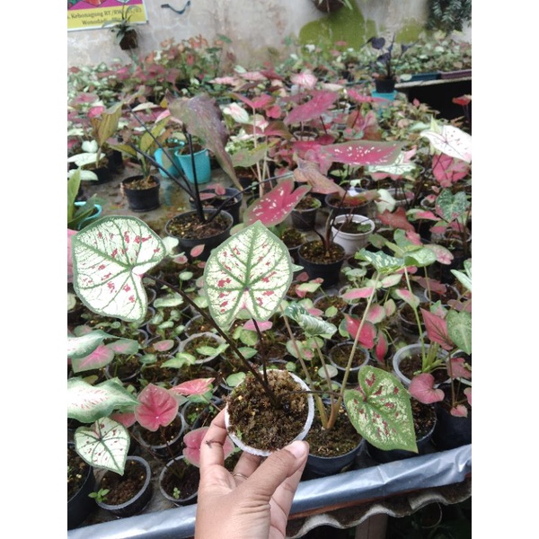 Jual caladium Wonderland (bercak papua) | Shopee Indonesia