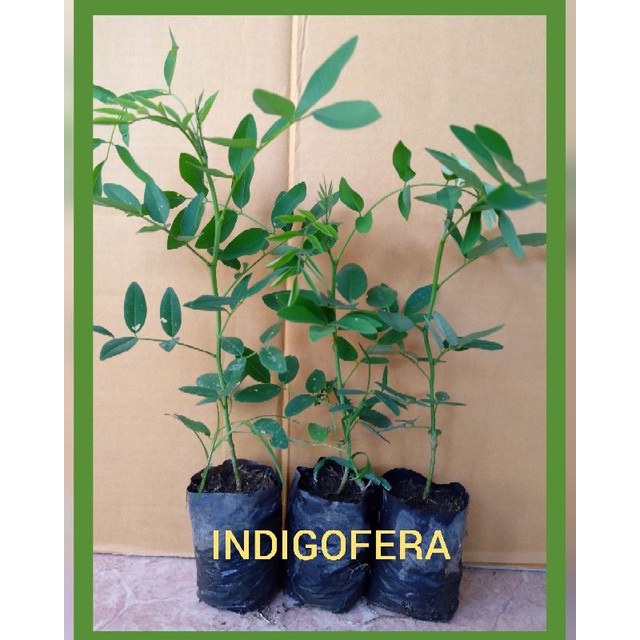 Jual BIBIT INDIGOFERA PAKAN TERNAK (beli 10 gratis 1) promo | Shopee ...