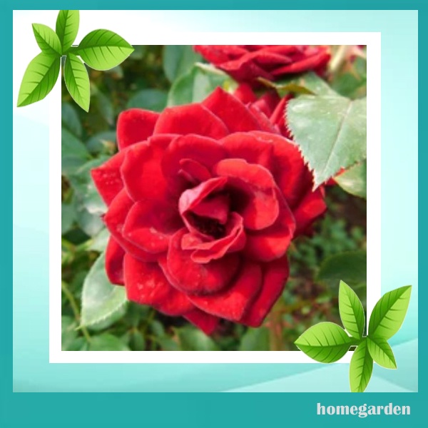 Jual Bibit Mawar Biji Mawar Benih Tanaman Langka Benih Bunga Hias ...