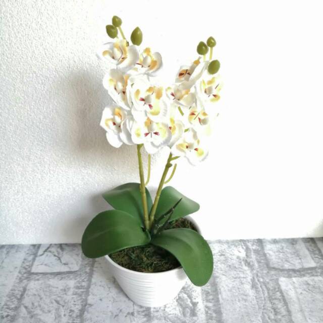 Jual Anggrek Mini 2 Cabang | Shopee Indonesia