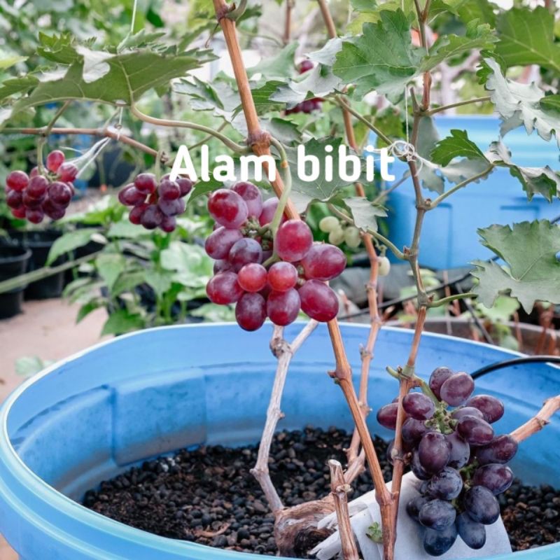 Jual BELI 5 GRATIS 1.|BIBIT ANGGUR MERAH COCOK DI POT (tambulampot ...