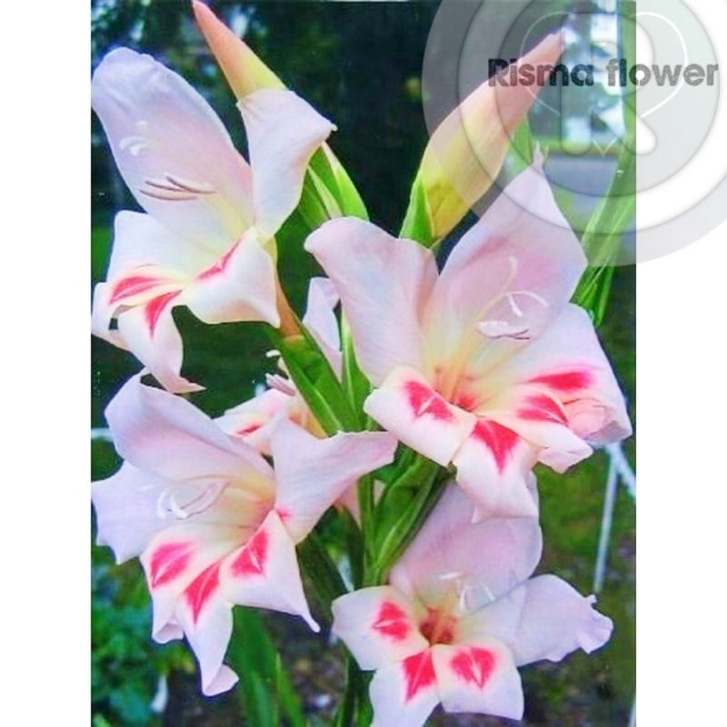 Jual Tanaman hias pohon Bakung amarilis bunga pink white tissue / bunga ...