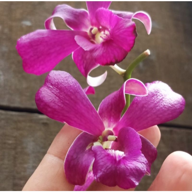 Jual Pohon Bunga Anggrek Dendrobium Tongcai X Sampran Red Dewasa Siap ...