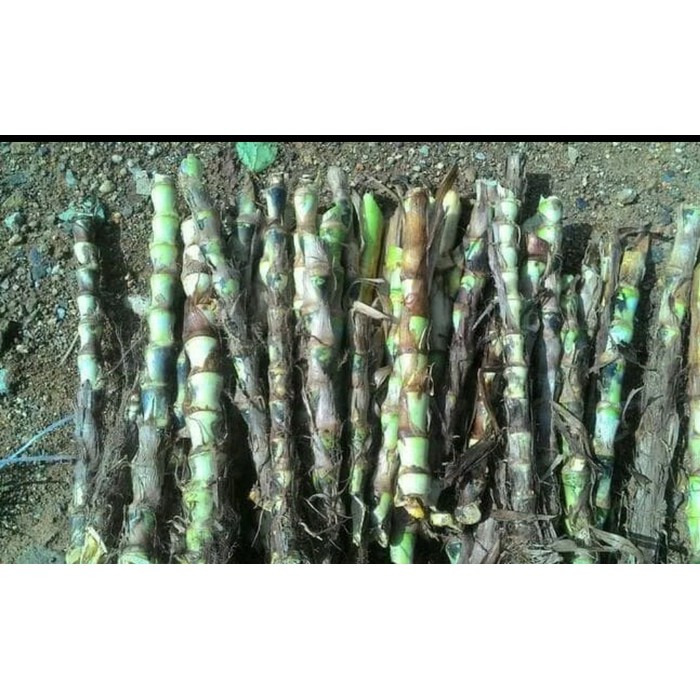 Jual 10 Stek Bibit Rumput Odot Pakan Ternak | Shopee Indonesia