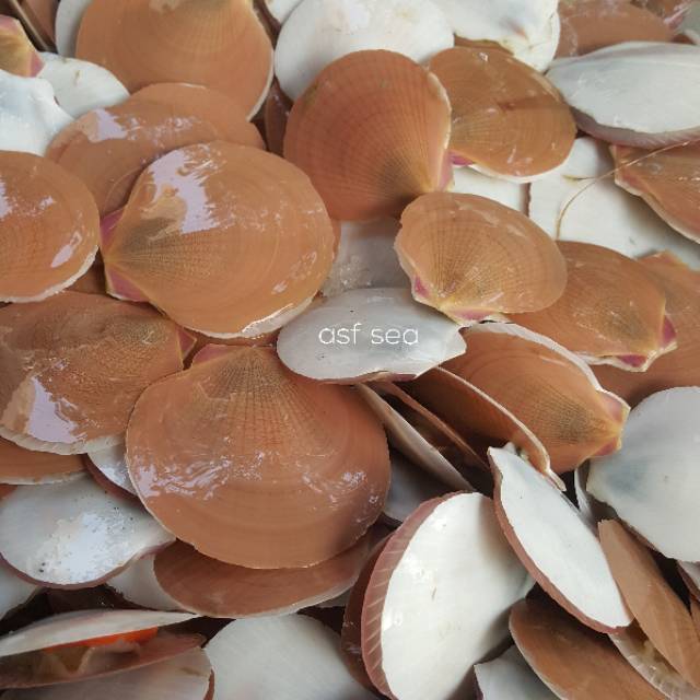 Jual Kerang simping / scallop | Shopee Indonesia