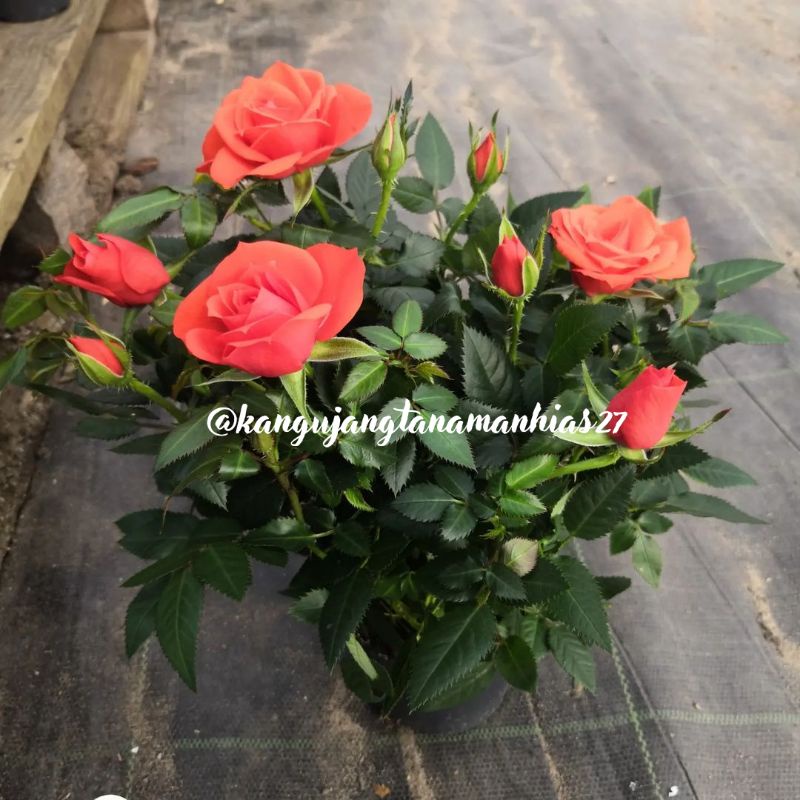 Jual TANAMAN BUNGA MAWAR HIDUP SUDAH BERBUNGA (BISA PILIH WARNA) MAWAR ...