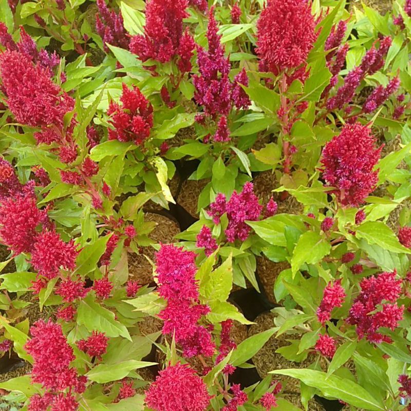 Jual Jengger Ayam tanaman hias minim order 4 pohon | Shopee Indonesia