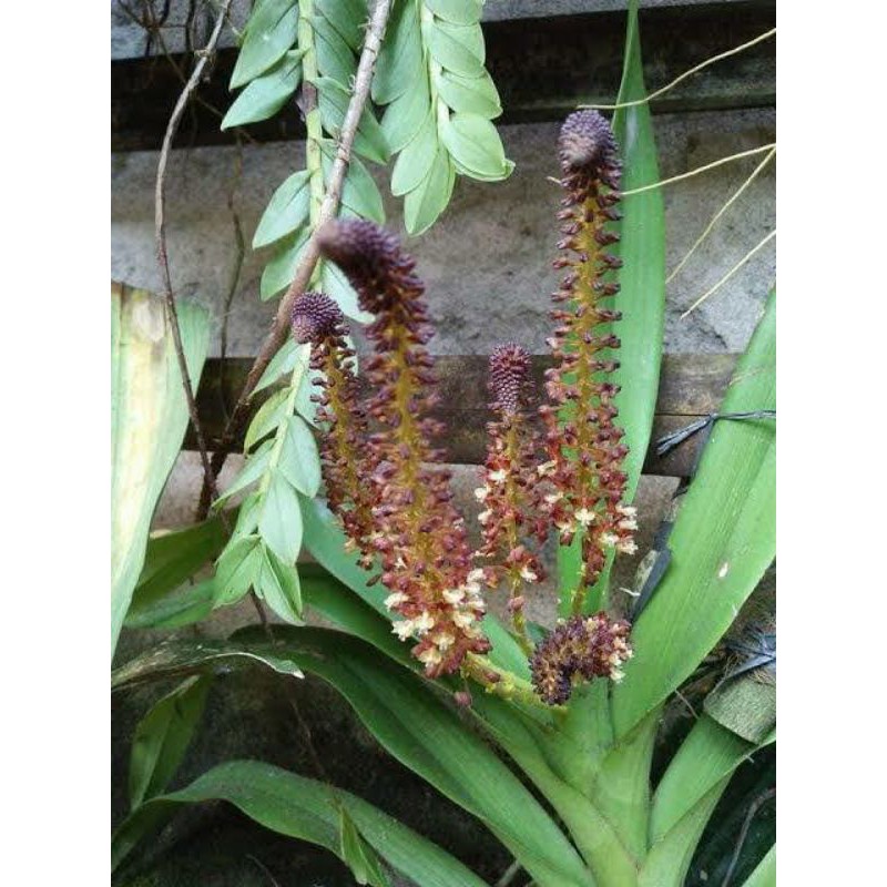 Jual Anggrek Eria Iridifolia | Shopee Indonesia