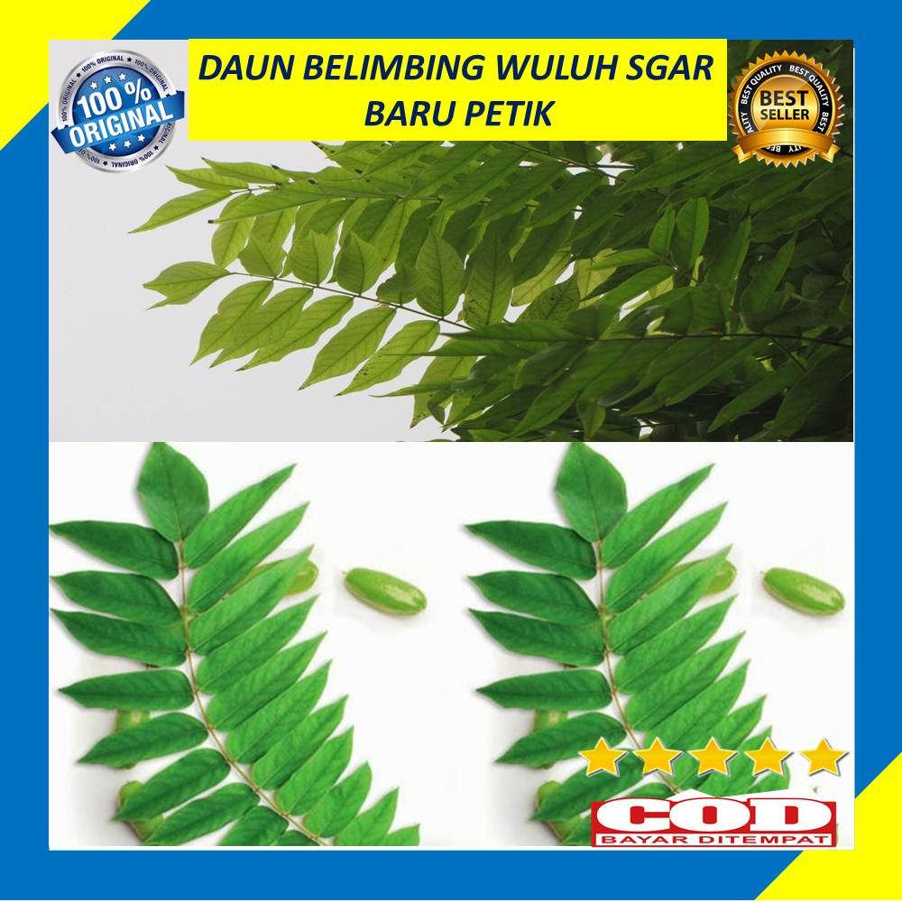 Jual Daun Belimbing Wuluh 200 Gram Segar Daun Belimbing Wulung Fresh ...