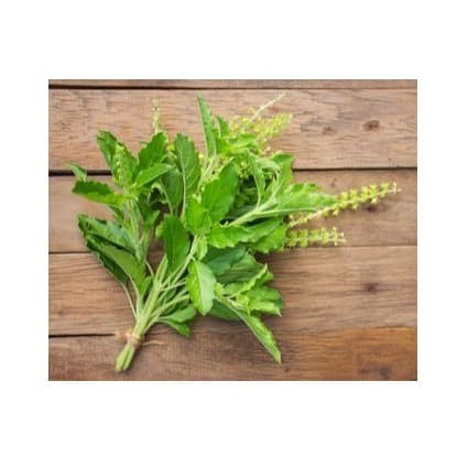 Jual Ruku-Ruku Mirip Daun Kemangi Bumbu Khas Masakan Padang Sumatera ...