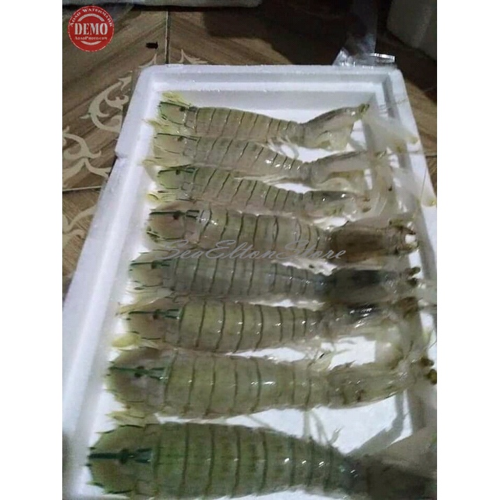 Jual Udang Ronggeng Segar Udang Fresh Garansi Segar | Shopee Indonesia