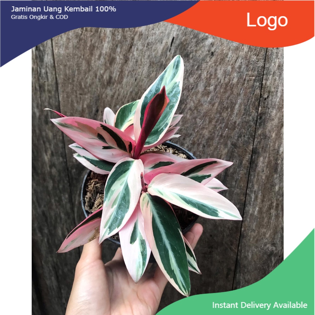 Jual Tanaman Hias Calathea Thai Beauty Varigata Calathea Tissue ...