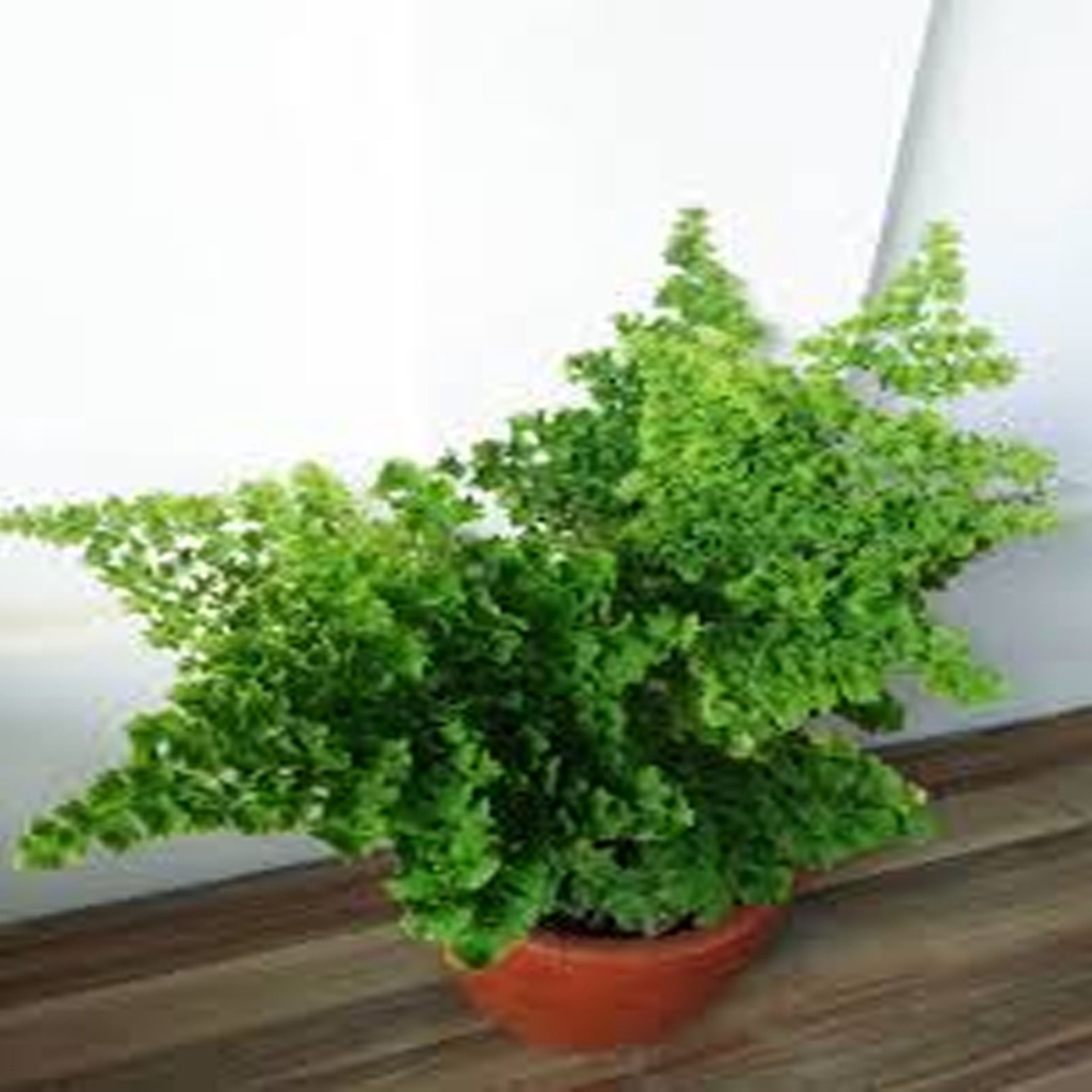 Jual SUPLIR ADINATUM CUNEATUM RIMBUN CANTIK | Shopee Indonesia