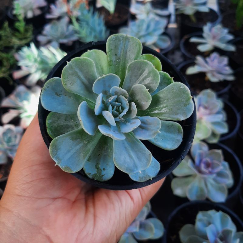 Jual Sukulen Bebas Pilih Jenis Kaktus Sukulen Mini Tanaman Hias Hidup ...