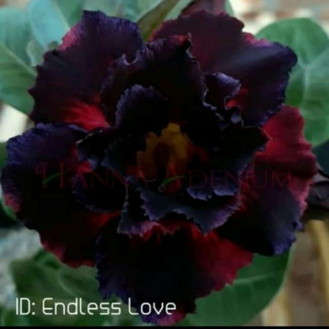 Jual Tanaman Hias Bunga Kamboja Adenium Endless love / Bibit Tamanan ...