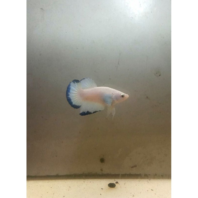 Jual BETTA BLUE RIM (REAL PICT) | Shopee Indonesia