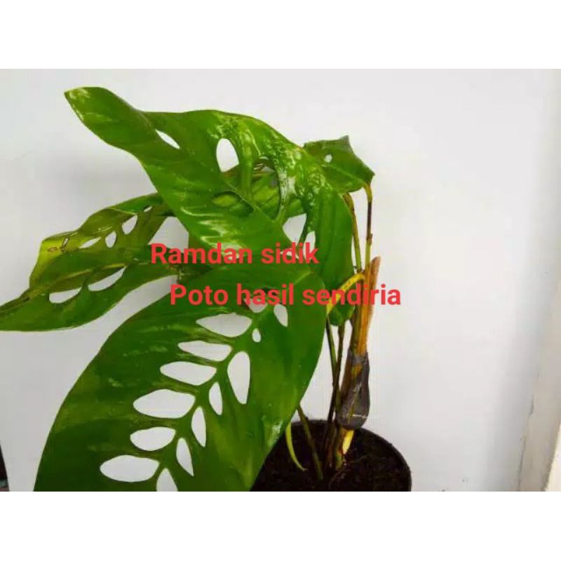 Jual tanama hias monstera bolong (rapdihifora foraminifera) berdaun 4-5 ...