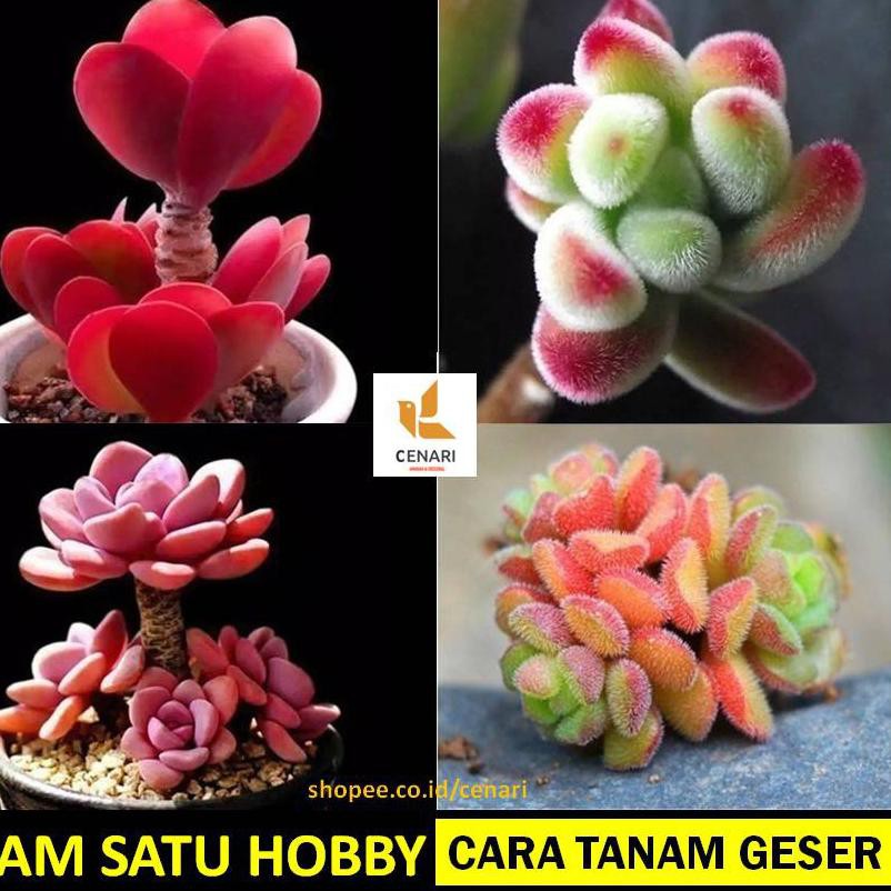 Jual Terlaris Benih bunga sukulen bibit succulent biji sekulen tanaman ...