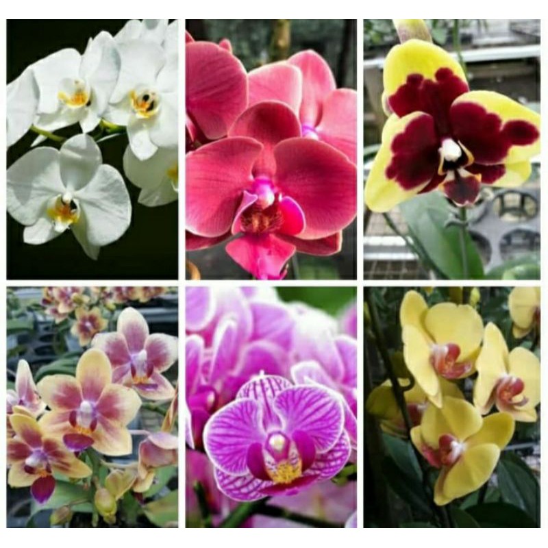 Jual Paket 3 Jenis Bibit Anggrek Dalam Botol (Dendro, Cattleya, Vanda ...