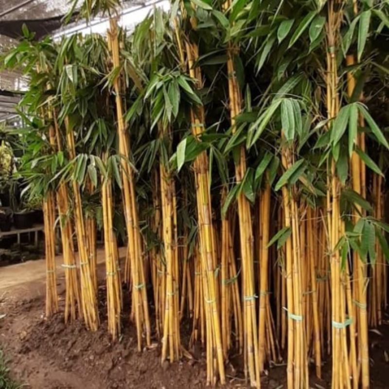 Jual jual pohon bambu kuning - tanaman pagar | Shopee Indonesia