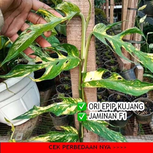 Jual Epipremnum Kujang Varigata F1 / Epip Kujang Ori F1 Tanaman Hias ...