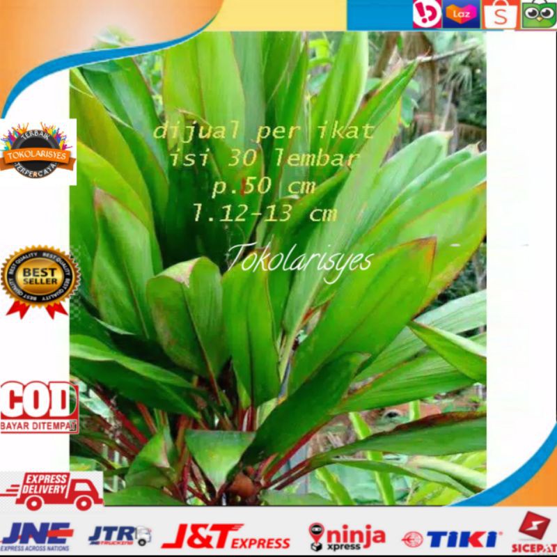 Jual bungkus bacang daun hanjuang per ikat isi 30 lembar daun segar ...