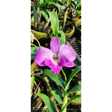 Jual Dendrobium Lai Thai - Bunga Besar | Shopee Indonesia