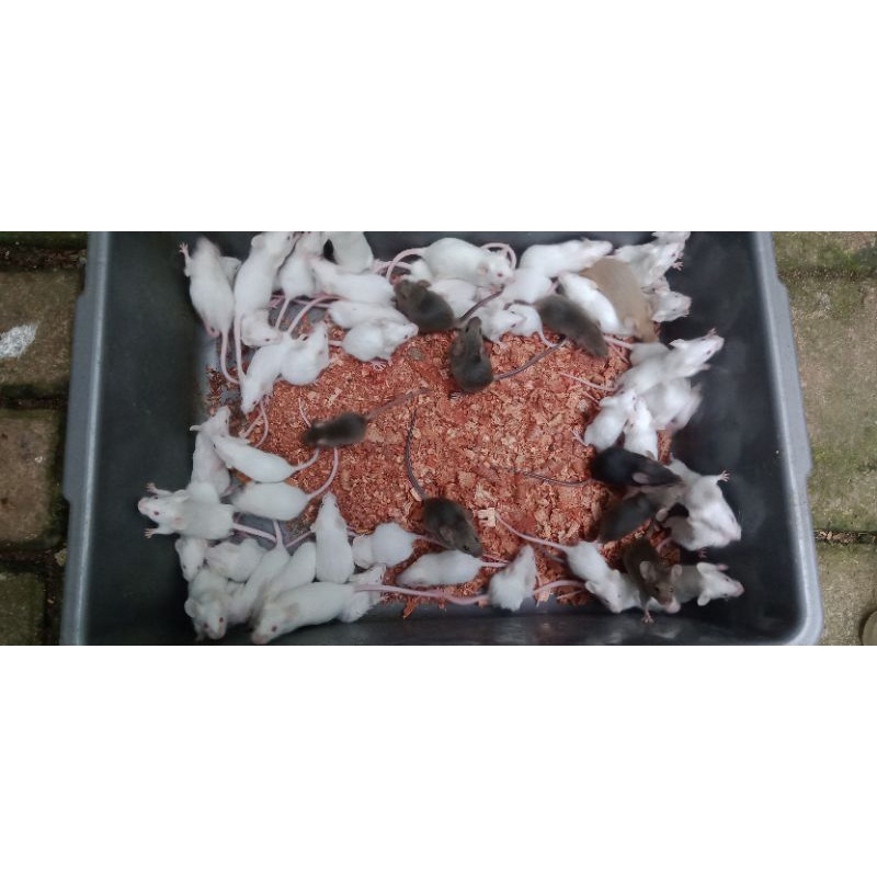 Jual mencit/tikus putih (medium) | Shopee Indonesia
