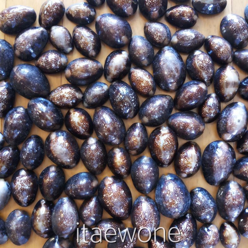 Jual kewuk kerang hitam kuwuk 100gr | Shopee Indonesia