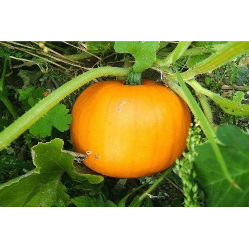 Jual benih bibit labu kuning/benih waluh/bibit labu parang | Shopee ...