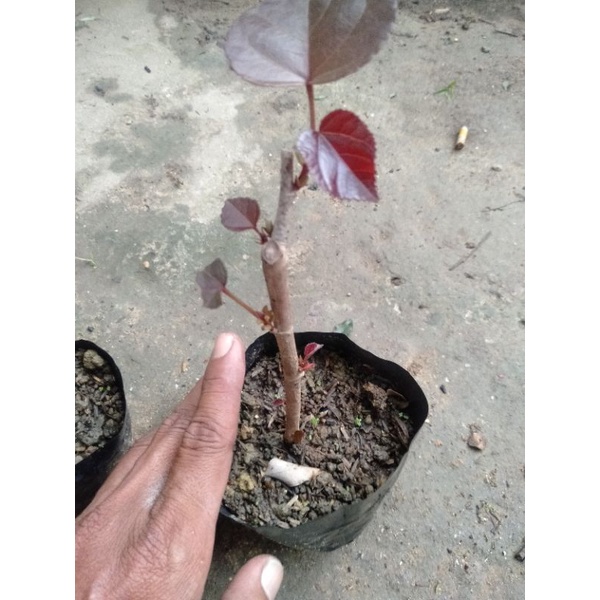 Jual bahan bonsai waru merah | Shopee Indonesia