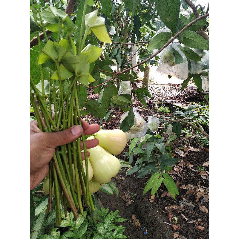 Jual Entres Batang Segar Jambu air Madu Delhi Madu Deli Hijau | Shopee ...