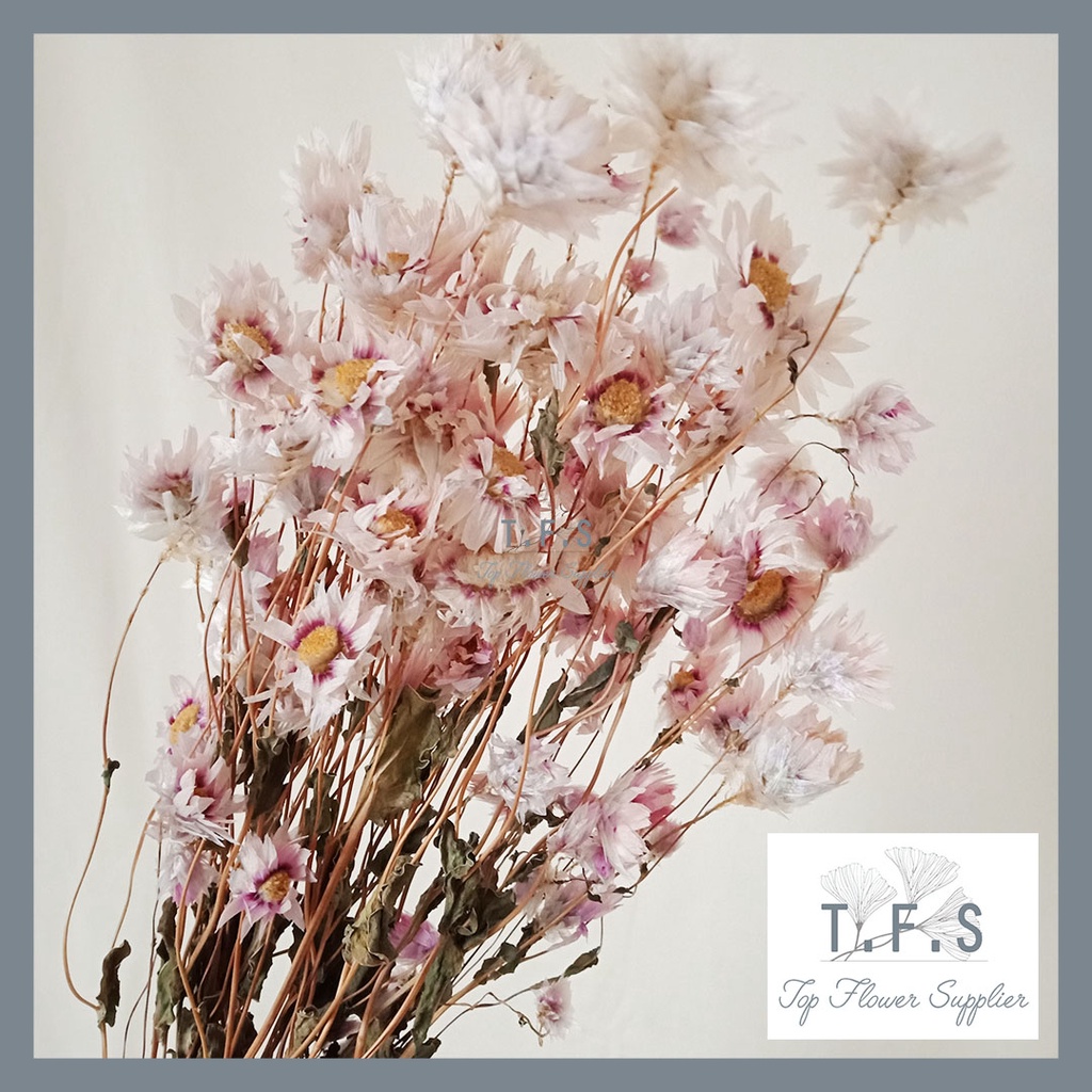Jual Preserved Daisy Rodanthe Dried Flower Tanaman Asli | Shopee Indonesia