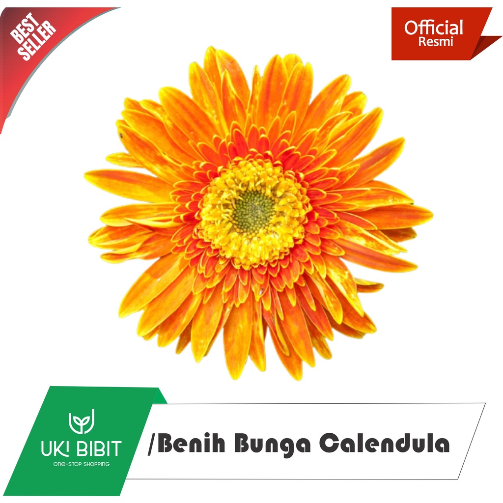 Jual ( 10 Butir ) Benih Biji Bunga Calendula | Marigold English ...