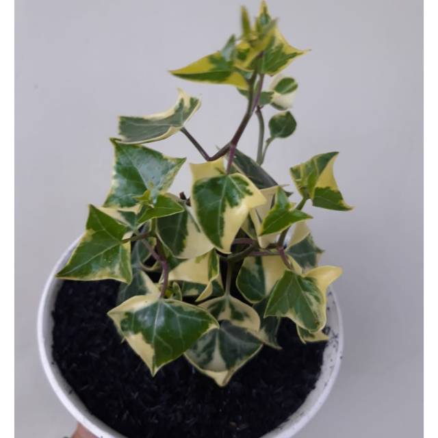 Jual Tanaman rambat ivy varigata-hedera helix glacier | Shopee Indonesia
