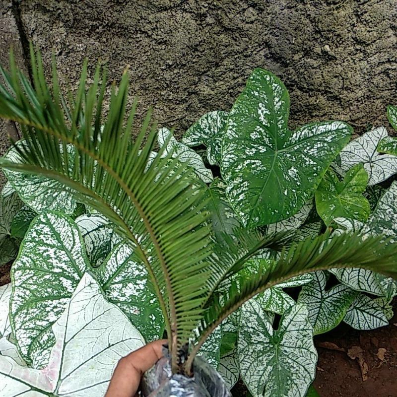 Jual tanaman hias sikas /mawar jambe | Shopee Indonesia