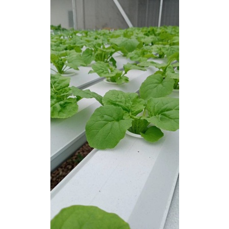 Jual Sayur Samhong Hidroponik | Shopee Indonesia