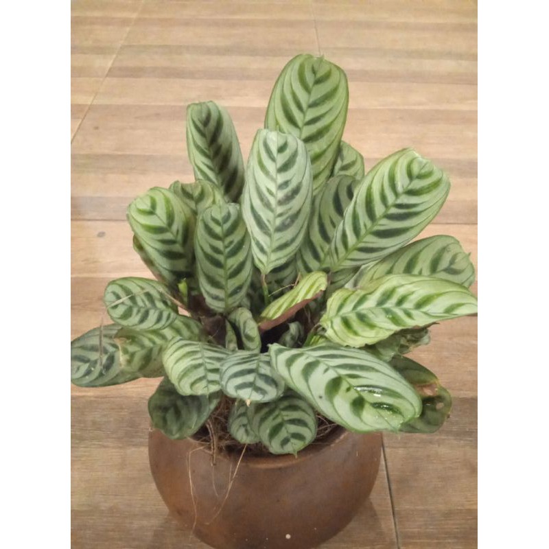 Jual calathea stromata | Shopee Indonesia