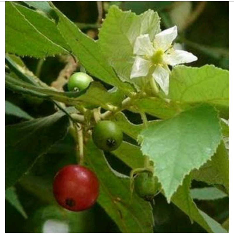 Jual daun ceri /kersen 500gram (daun herbal diabetes) | Shopee Indonesia